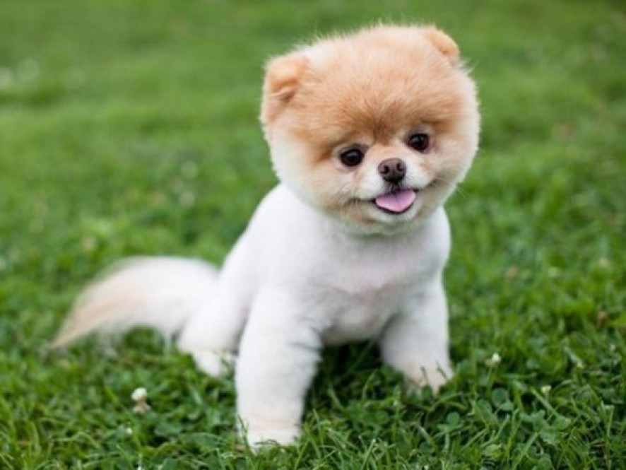 MidiaNews | O cachorro mais popular da internet e mais fofo do mundo