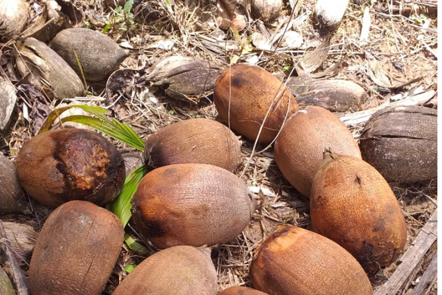 MidiaNews | Agricultoras transformam coco do babaçu em fonte de renda