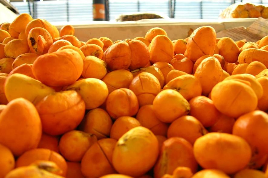 MidiaNews | Colheita do pequi pode gerar renda de R$ 600 mil para ...