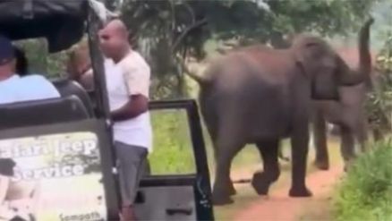 MidiaNews | Guia para ataque de elefante durante Safari e salva ...