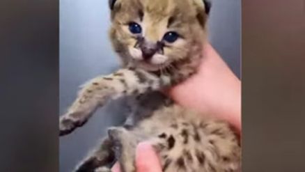 MidiaNews | Oruam dá gato Savannah avaliado em R$ 120 mil de presente para a namorada; veja