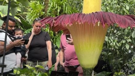 MidiaNews | Rara flor-cadáver, que cheira a carne podre, floresce no ...